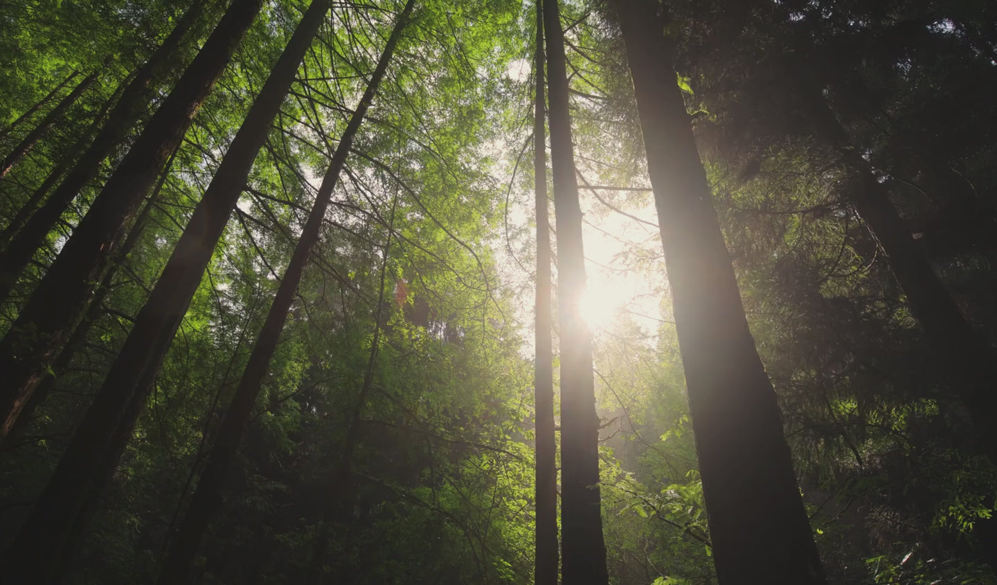 Bowls & Soup Containers – Price Group Corp